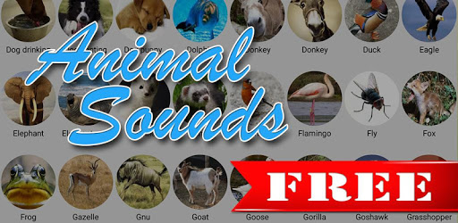 Animal Sounds APK Download For Free