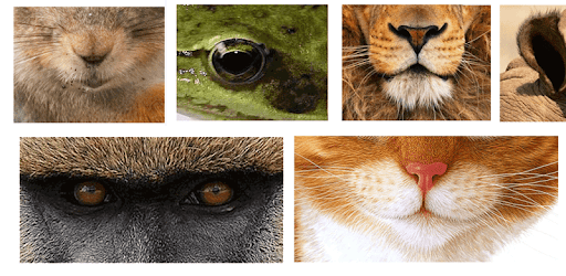 Guess the Animal fragments for PC - How to Install on Windows PC, Mac