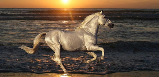 Horse HD Live Wallpaper for PC - How to Install on Windows PC, Mac