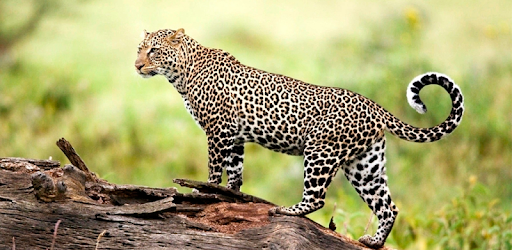 Leopard Wallpapers for PC - How to Install on Windows PC, Mac