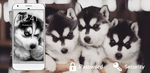Cute Hasky Puppies Screen Lock for PC - How to Install on Windows PC, Mac
