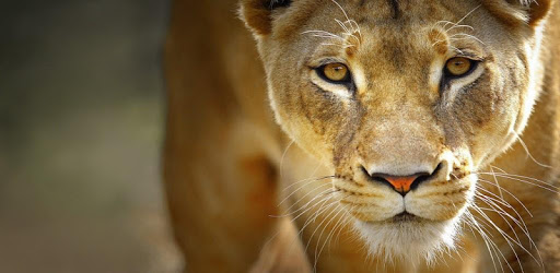 Lions Lock Screen & Wallpaper for PC - How to Install on Windows PC, Mac