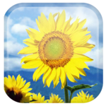 Sunflower Live Wallpaper for PC - How to Install on Windows PC, Mac