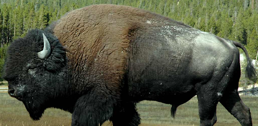 Buffalo Sounds for PC - How to Install on Windows PC, Mac