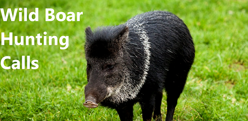 Wild Boar Hunting Calls for PC - How to Install on Windows PC, Mac