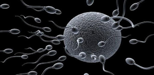 Increase Your Sperm for PC - How to Install on Windows PC, Mac