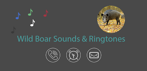 Appp.io - Wild Boar Sounds for PC - How to Install on Windows PC, Mac