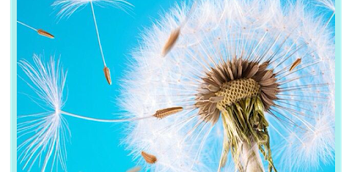 Dandelion Wallpaper for PC - How to Install on Windows PC, Mac