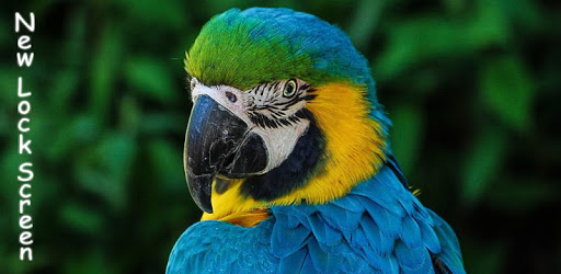 Parrot Lock Screen for PC - How to Install on Windows PC, Mac