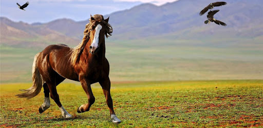 Breeds of horses for PC - How to Install on Windows PC, Mac