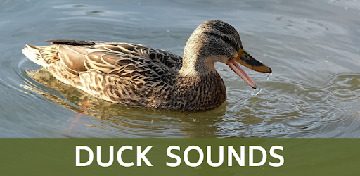 Duck Sounds APK Download For Free