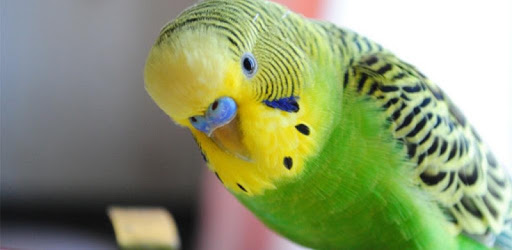 Parrots for PC - How to Install on Windows PC, Mac