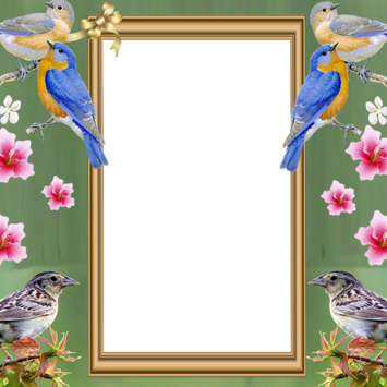 Sparrow Insta DP APK Download For Free