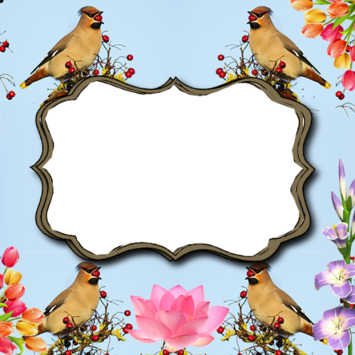 Sparrow Insta DP APK Download For Free