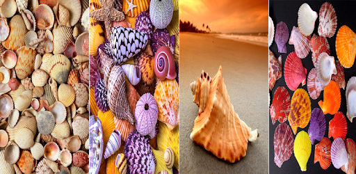 HD Seashell Wallpapers for PC - How to Install on Windows PC, Mac