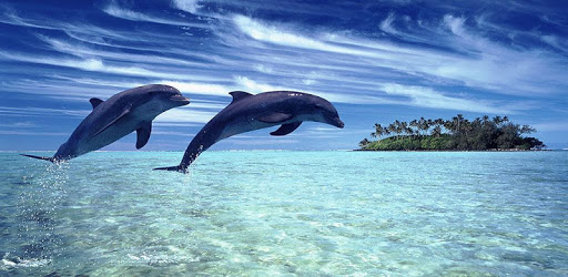 Dolphins Wallpaper for PC - How to Install on Windows PC, Mac