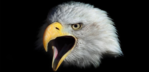 Eagle 3D Video Live Wallpaper for PC - How to Install on Windows PC, Mac