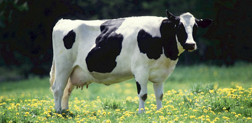 Cow Wallpapers for PC - How to Install on Windows PC, Mac