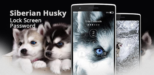 Siberian Husky Lock Screen for PC - How to Install on Windows PC, Mac