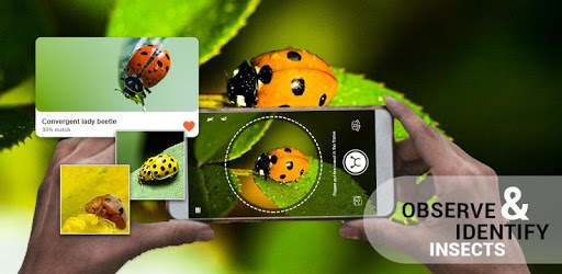 Insect identifier App by Photo, Camera 2020 for PC - How to Install on ...