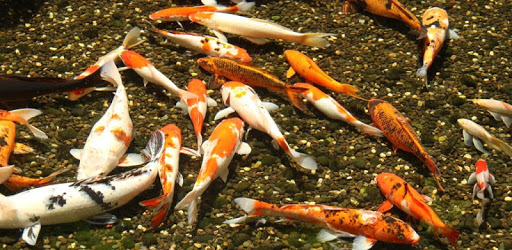 Magic Koi Live Wallpaper for PC - How to Install on Windows PC, Mac