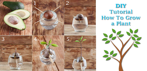 DIY Gardening Planting APK Download For Free