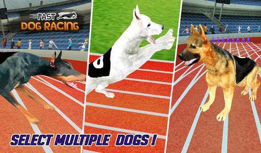 Fast Dog Racing 3D APK Download For Free