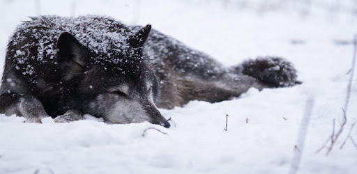 Wolf Lock Screen for PC - How to Install on Windows PC, Mac