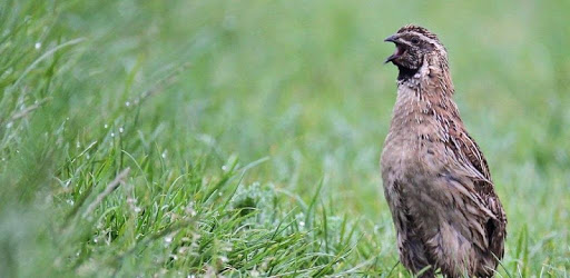 Quail breeding for PC - How to Install on Windows PC, Mac