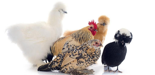 Chicken Fighter Indonésia for PC - How to Install on Windows PC, Mac