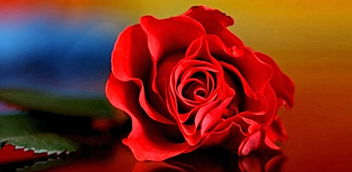 Pretty Red Color HD Wallpapers for PC - How to Install on Windows PC, Mac