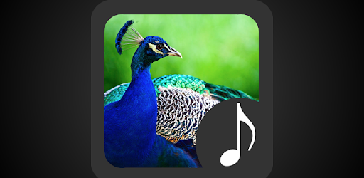 Peacock Sounds for PC - How to Install on Windows PC, Mac