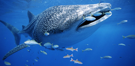 Angry Blue Whale Simulator for PC - How to Install on Windows PC, Mac