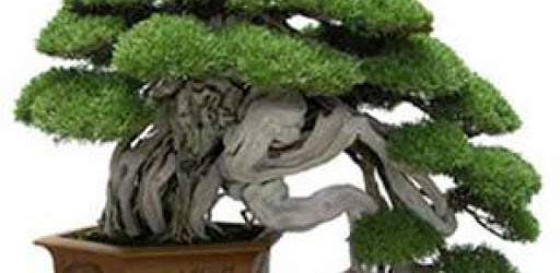 Bonsai Trees for PC - How to Install on Windows PC, Mac