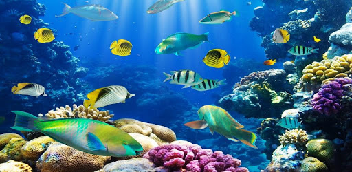Marine Fish Aquarium Free for PC - How to Install on Windows PC, Mac