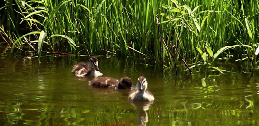 Adorable ducklings for PC - How to Install on Windows PC, Mac