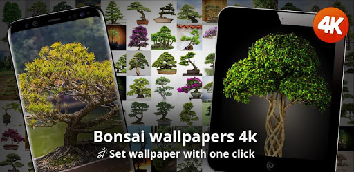 Bonsai wallpapers 4k for PC - How to Install on Windows PC, Mac