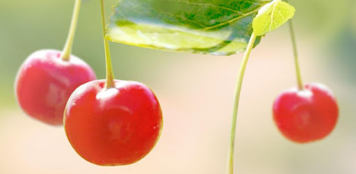 Sweet Cherry Live Wallpaper for PC - How to Install on Windows PC, Mac