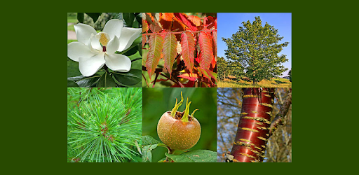 Tree identification for PC - How to Install on Windows PC, Mac