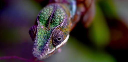 Chameleon Live Wallpaper for PC - How to Install on Windows PC, Mac