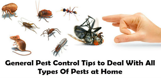 Bed Bugs - Pest for PC - How to Install on Windows PC, Mac