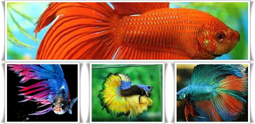Betta fish animation for PC - How to Install on Windows PC, Mac
