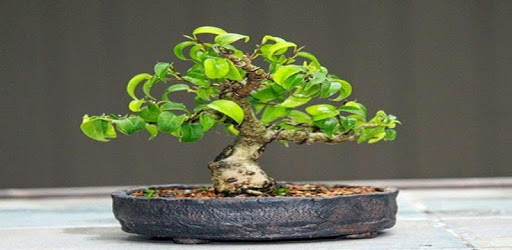 Bonsai Tutorial Complete for PC - How to Install on Windows PC, Mac