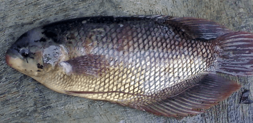 Aquaculture Gurame for PC - How to Install on Windows PC, Mac