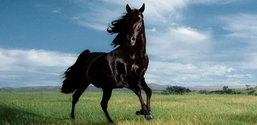 Horses Lock Screen 4K Wallpaper for PC - How to Install on Windows PC, Mac