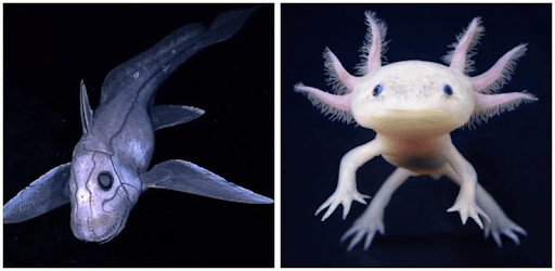 Deep Sea Creatures for PC - How to Install on Windows PC, Mac