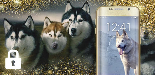 Smart Nice Siberian Husky Screen Lock for PC - How to Install on ...