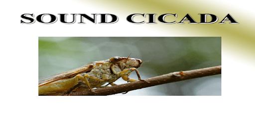 Cicada for PC - How to Install on Windows PC, Mac