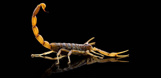 Scorpion Lock Screen & Wallpaper for PC - How to Install on Windows PC, Mac