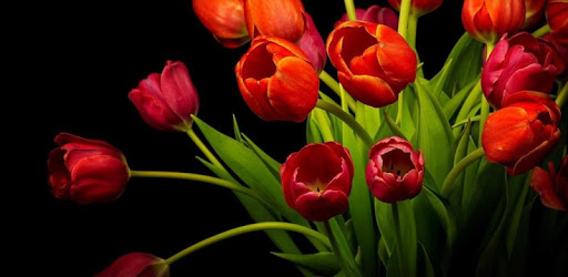 Tulips Lock Screen for PC - How to Install on Windows PC, Mac